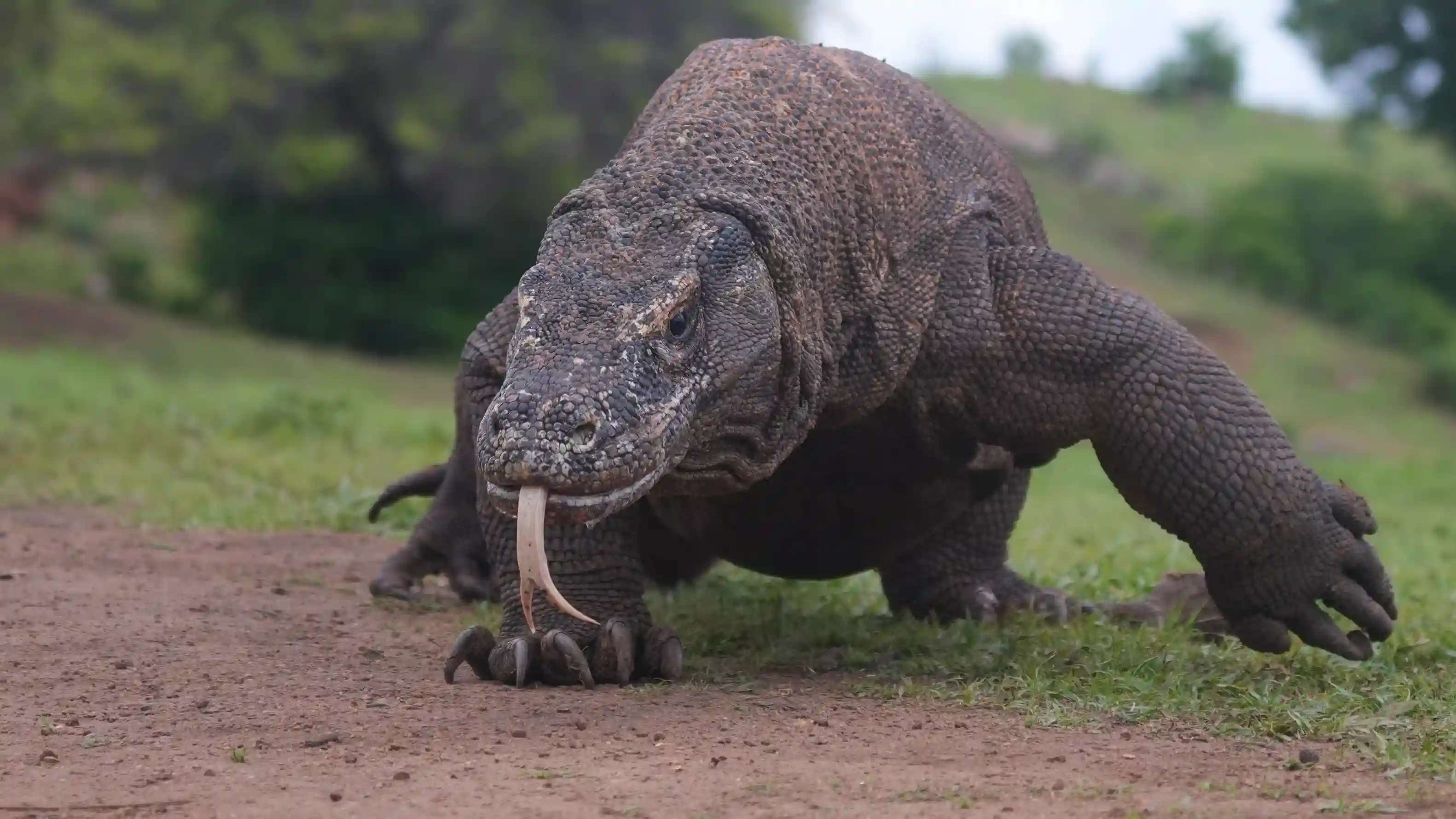 Do Komodo Dragons Live on the Galapagos Islands? Find the Truth Here ...